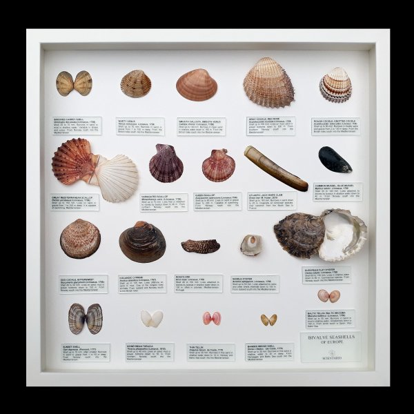 Bivalve Seashells of Europe