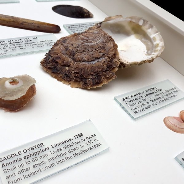 Bivalve Seashells of Europe