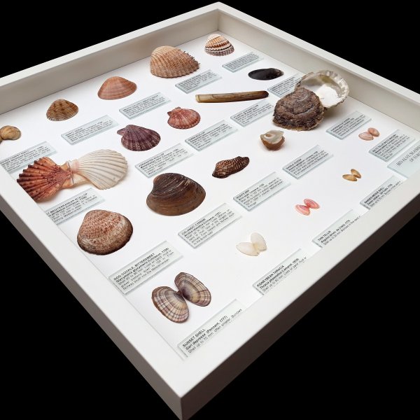 Bivalve Seashells of Europe