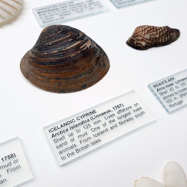 Bivalve Seashells of Europe