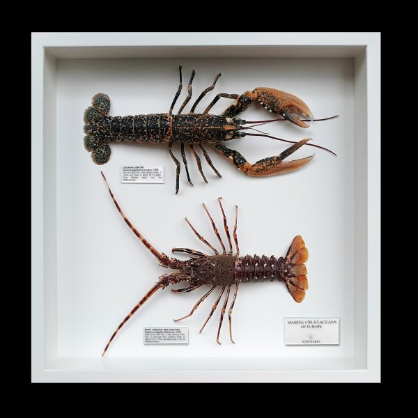Marine Crustaceans of Europe 2