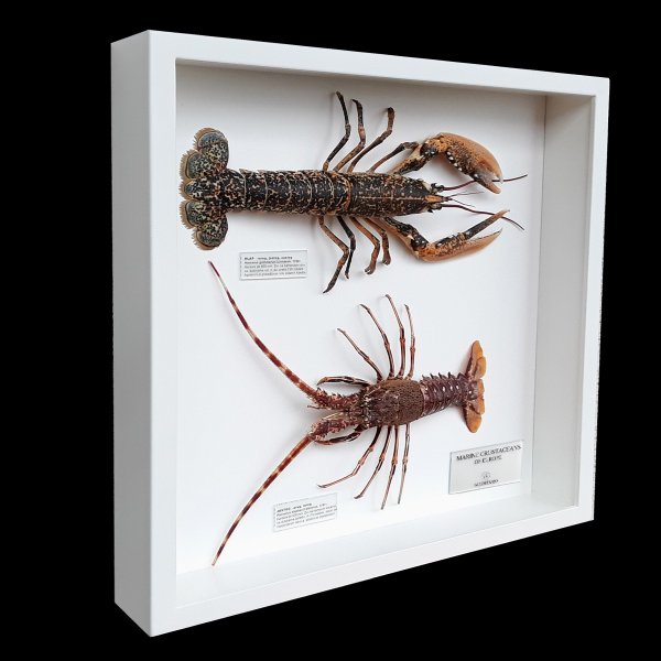 Marine Crustaceans of Europe 2