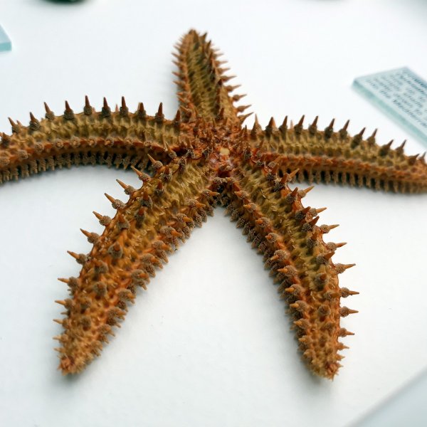 Echinoderms and Corals of Europe