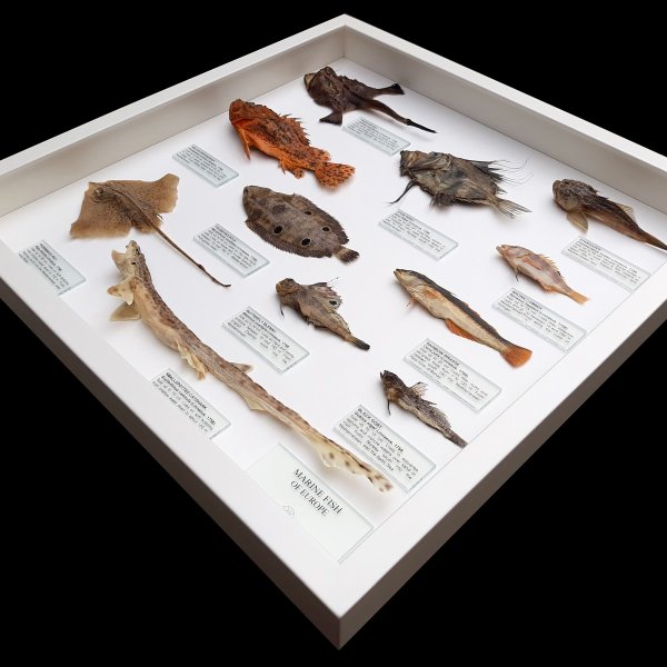 Marine Fish of Europe