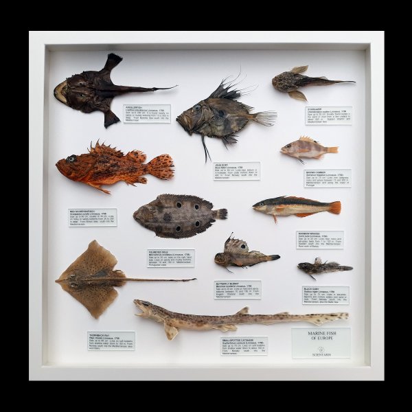 Marine Fish of Europe